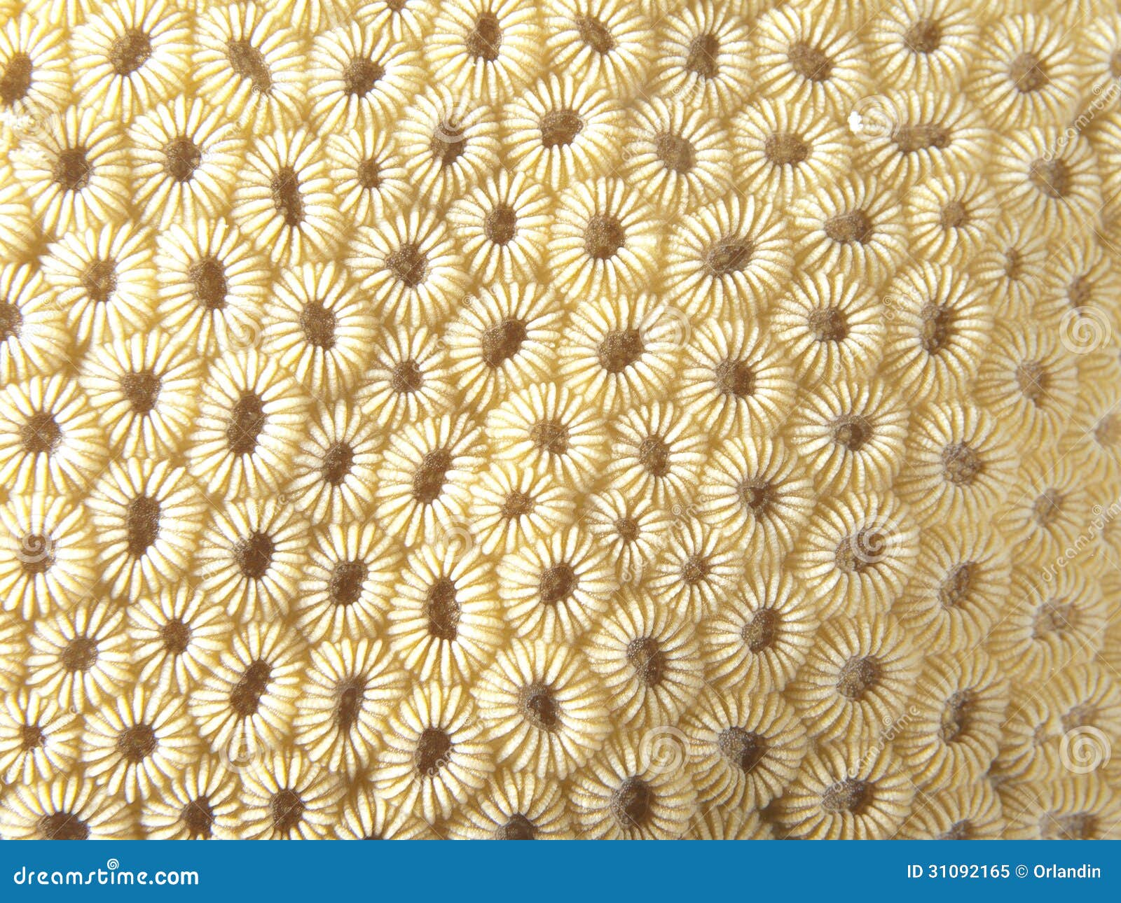 Coral texture stock image. Image of diving, life, pattern - 31092165