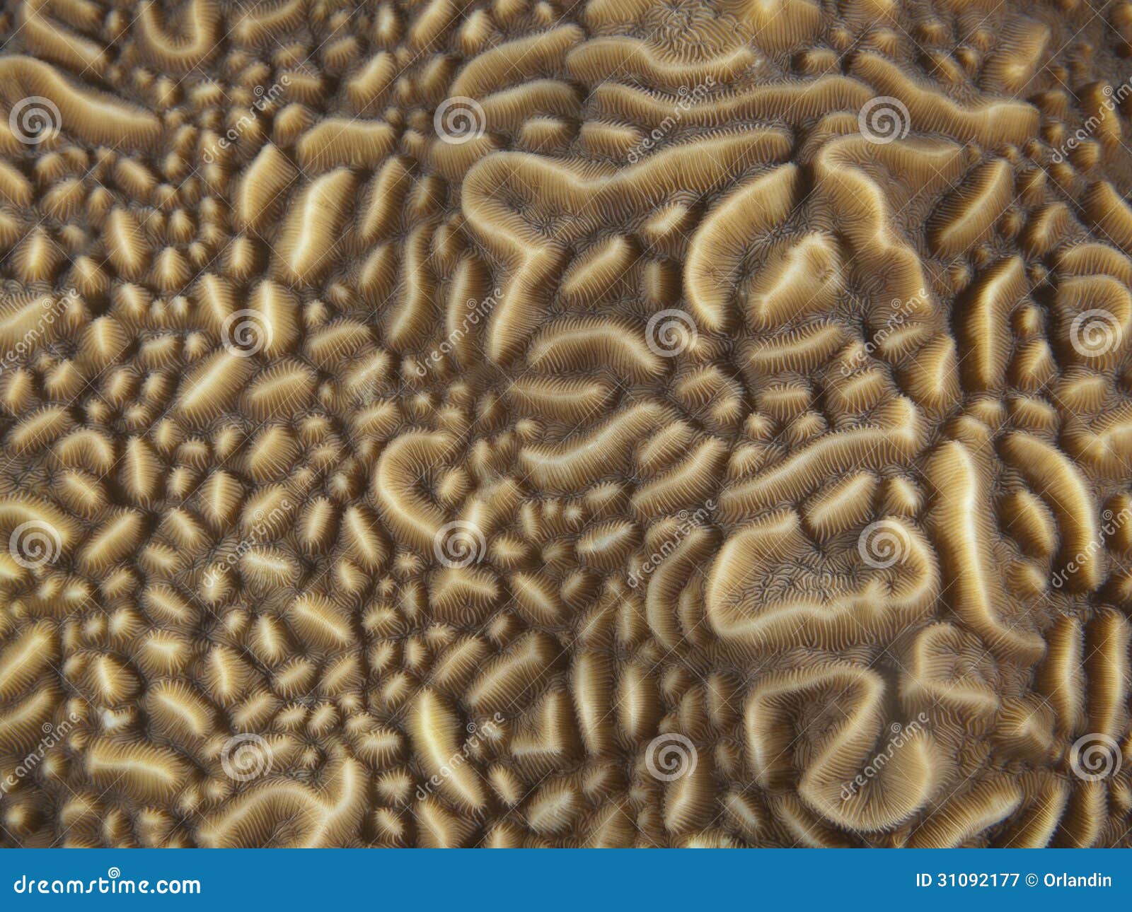 Coral texture stock image. Image of diving, marine, underwater - 31092177