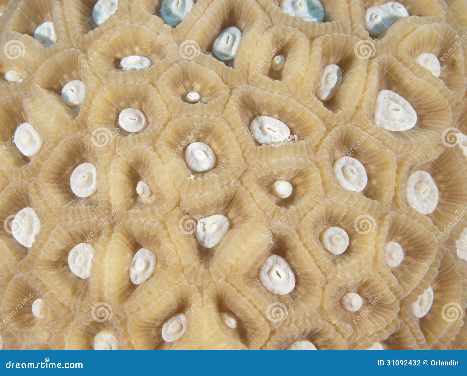 Coral texture stock photo. Image of texture, abstract - 31092432