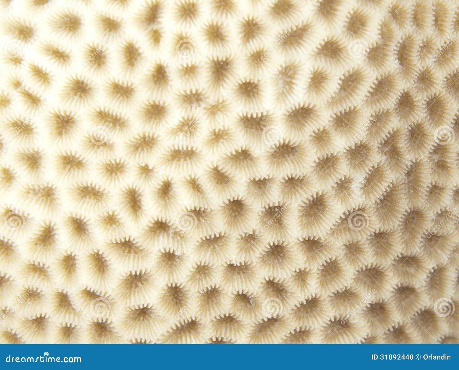 Coral texture stock photo. Image of reef, underwater - 31092440