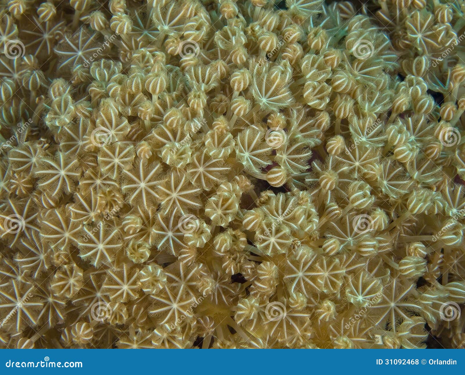 Coral texture stock photo. Image of abstract, marine - 31092468