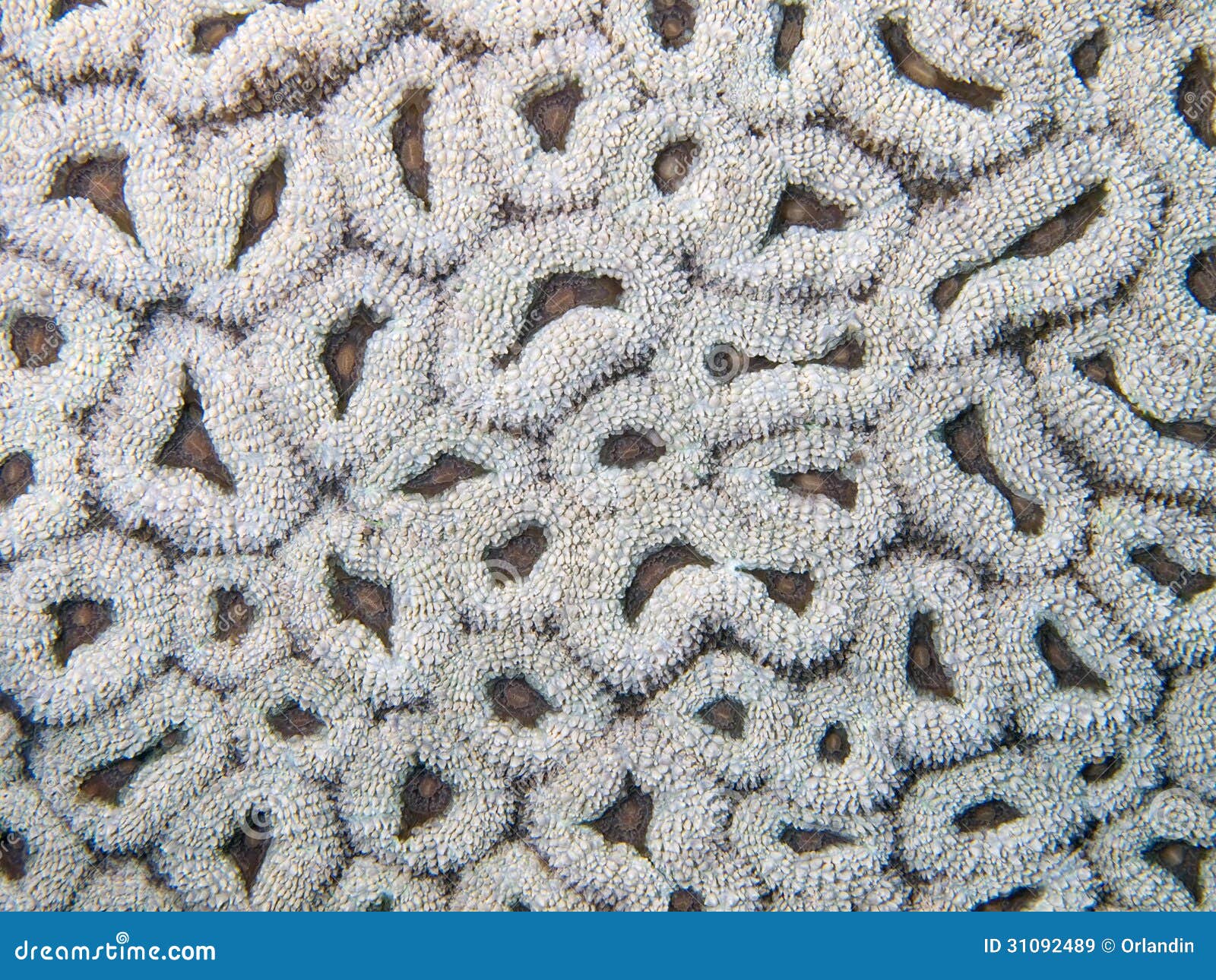 Coral texture stock image. Image of pattern, nature, coral - 31092489