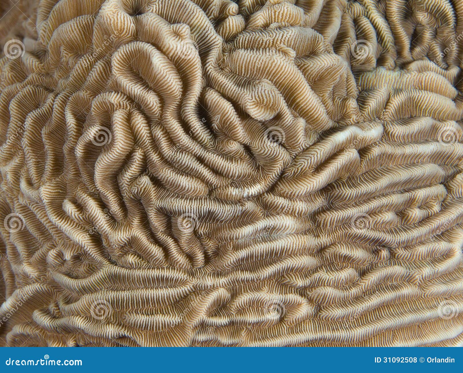 Coral texture stock photo. Image of tropical, vivid, exotic - 31092508