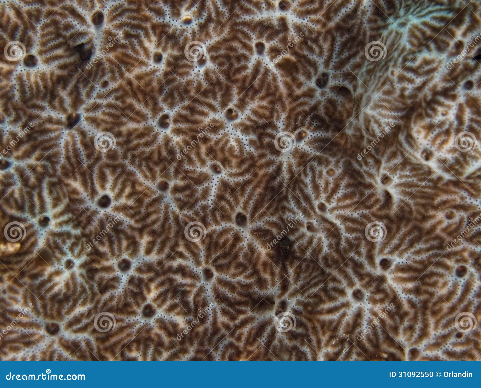 Coral texture stock photo. Image of underwater, tropical - 31092550