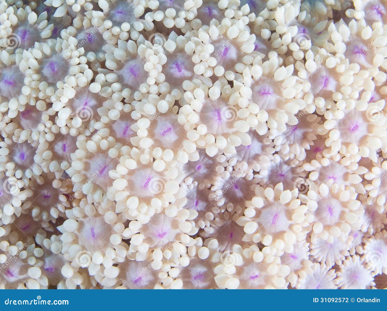 Coral texture stock photo. Image of wildlife, water, diving - 31092572