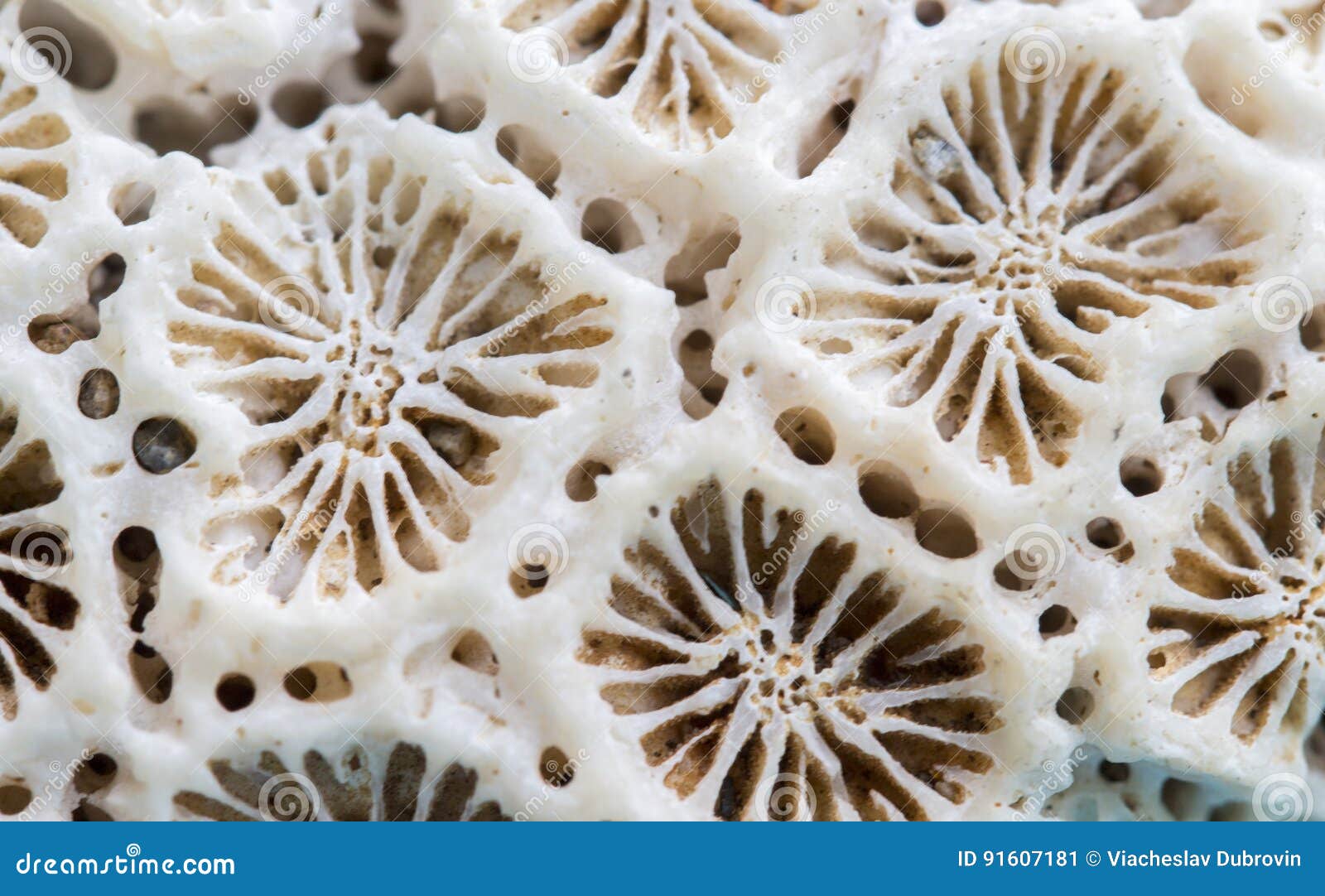 Coral Texture Macro Photo. Ivory White Coral Structure Closeup Stock ...
