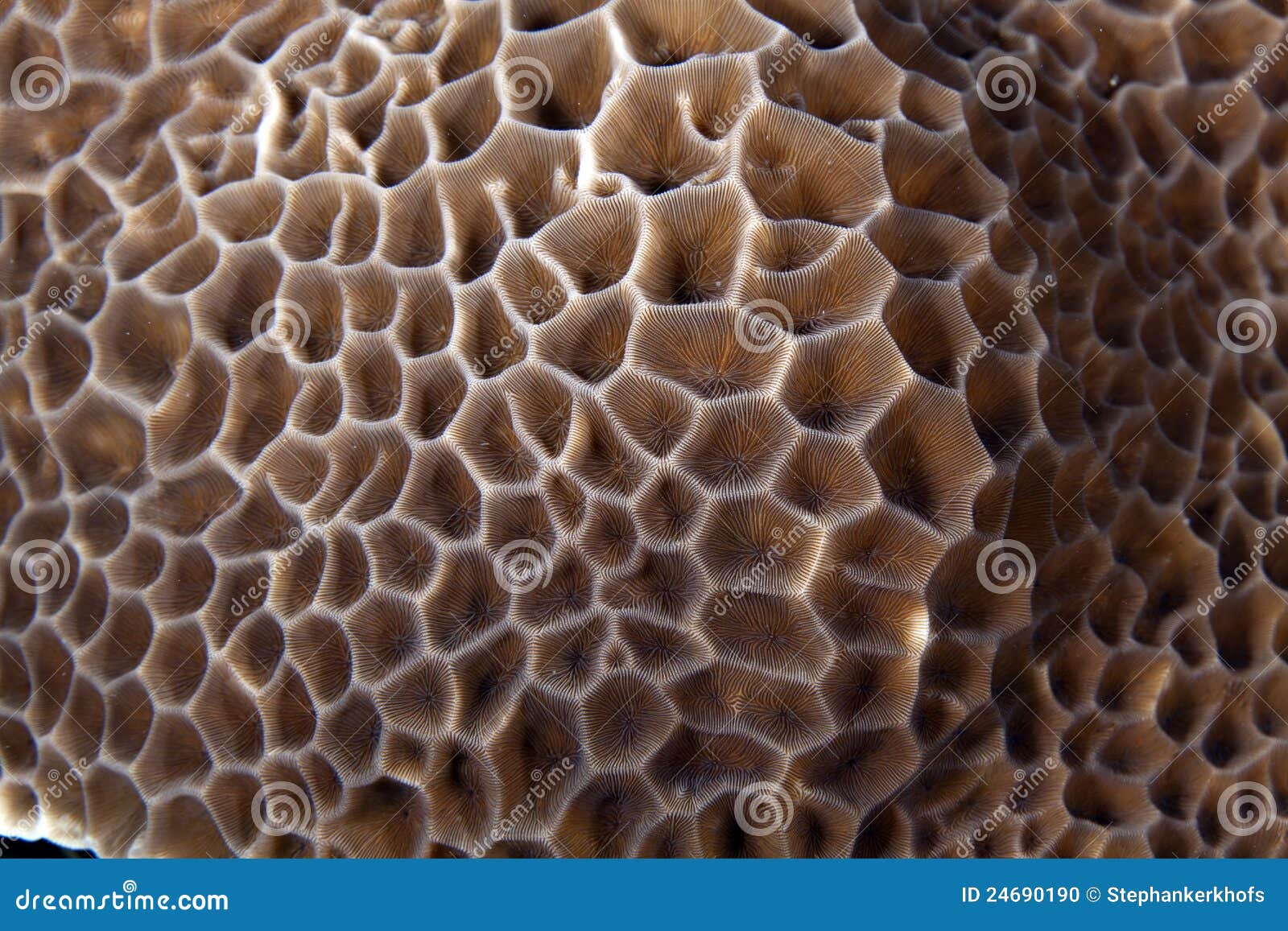 Coral Texture in the Red Sea. Stock Photo - Image of water, blue: 24690190
