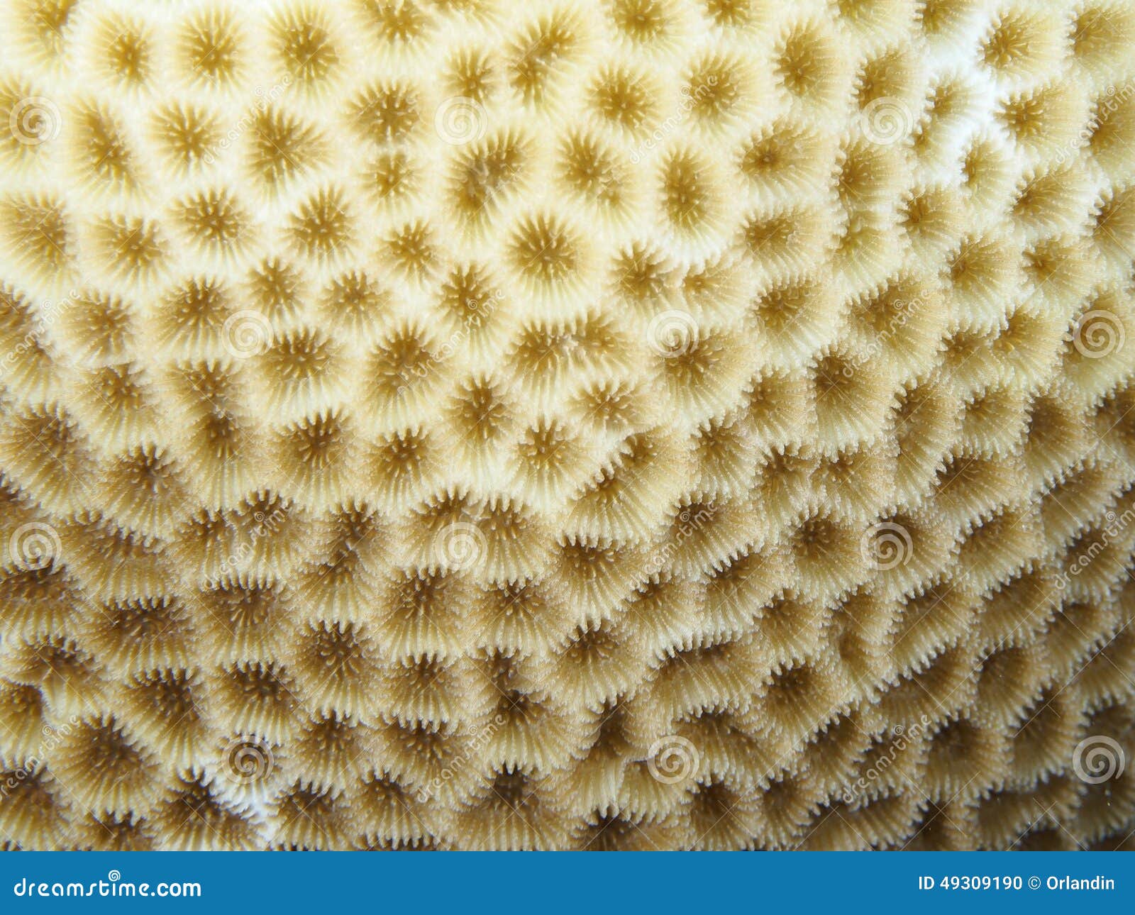Coral texture stock photo. Image of structure, detail - 49309190