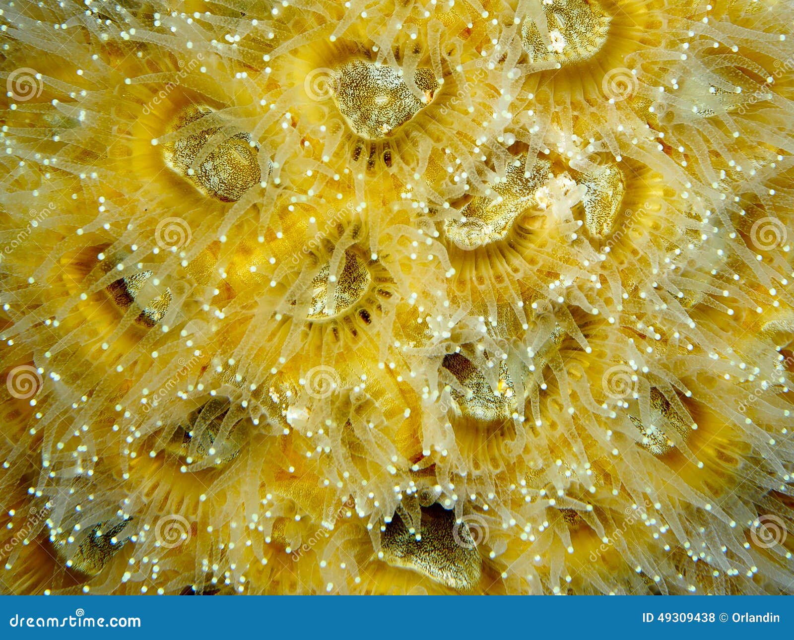 Coral texture stock photo. Image of coral, bright, ocean - 49309438