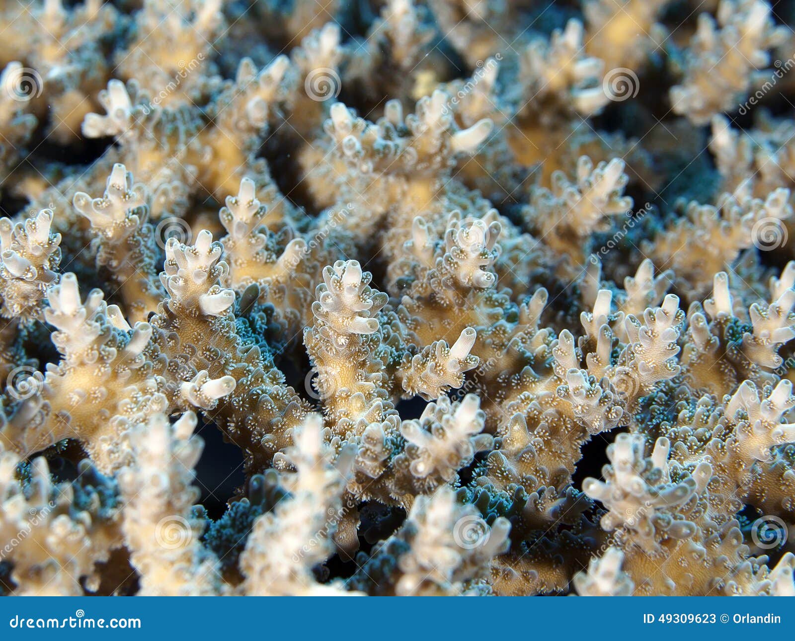 Coral texture stock image. Image of animal, reef, scuba - 49309623