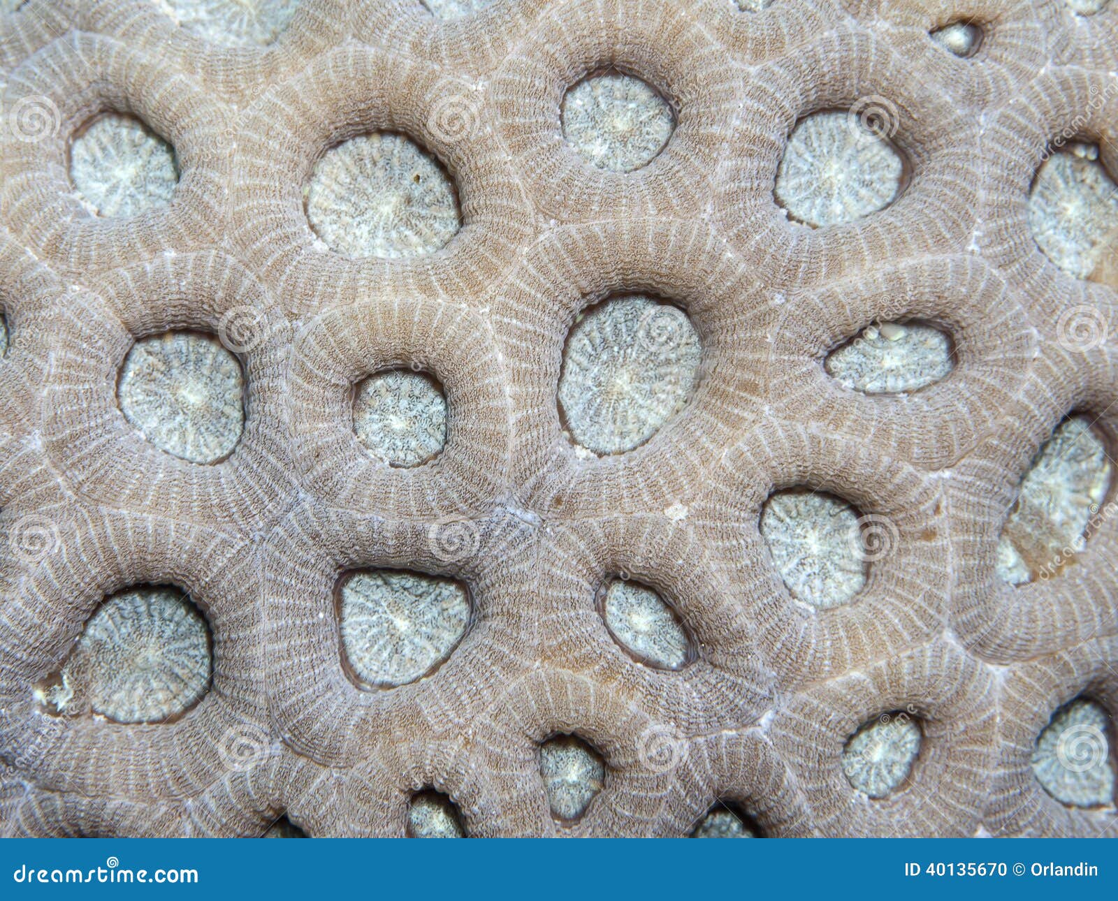 Coral texture stock photo. Image of background, tropical - 40135670