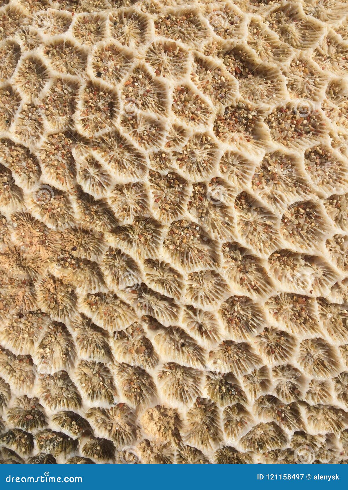Coral Texture. Sea Coral Background Stock Image - Image of beige, small ...