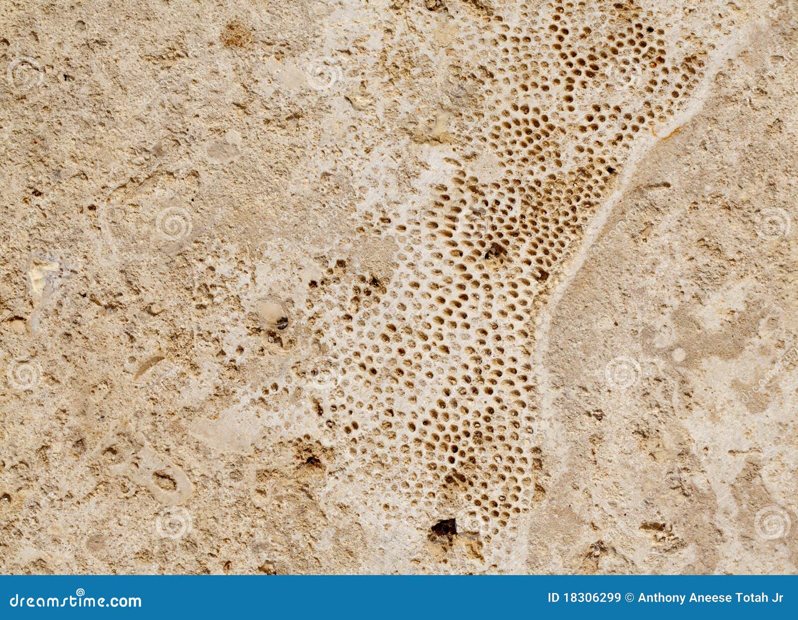 Coral Tile Background stock image. Image of science, coral - 18306299