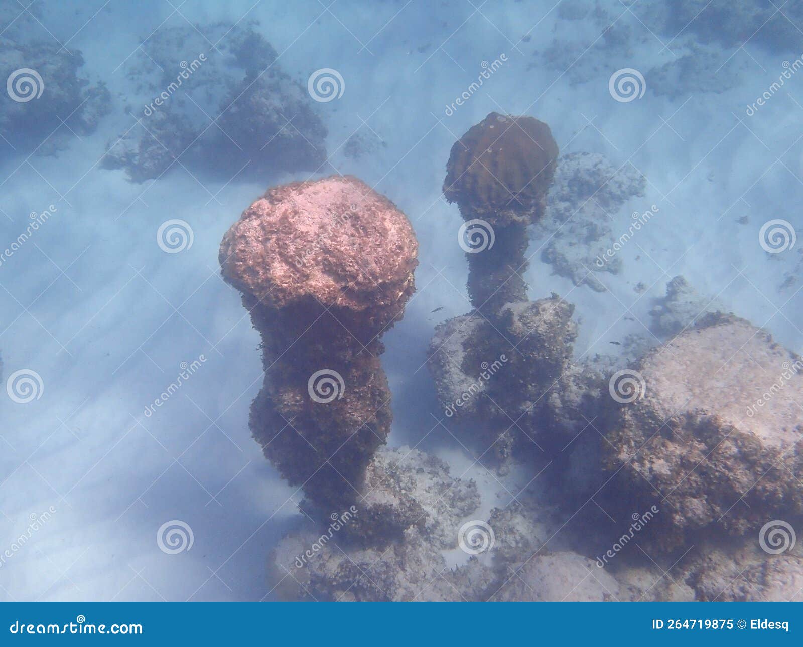 Coral Toadstools 8 Feet High Stock Image - Image of sunlight ...