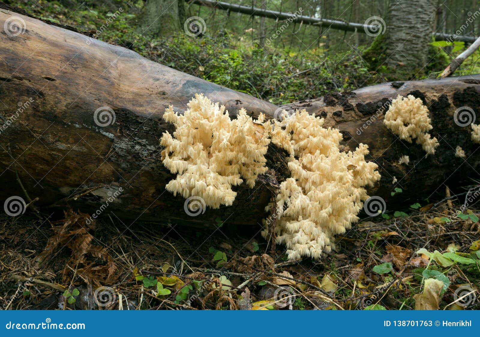 Coral Tooth Fungus, Hericium Coralloides Stock Image - Image of wood ... Coral Tooth Fungus, Hericium Coralloides Stock Image - Image of wood ...