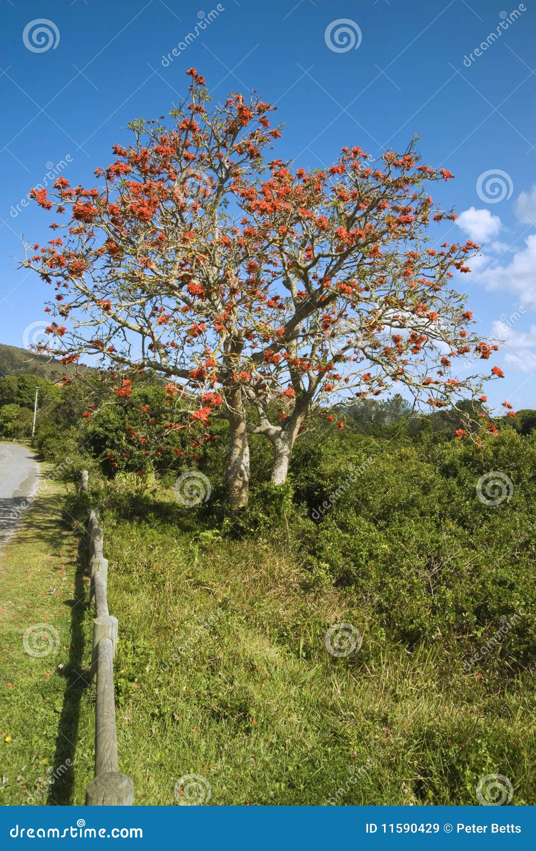 Coral Tree stock image. Image of leisure, coastal, africa - 11590429