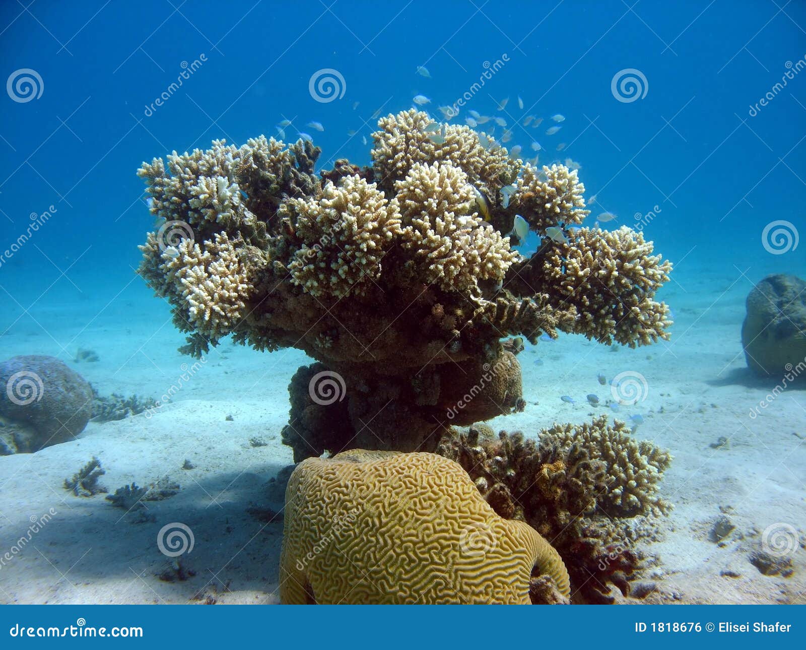 Coral Tree stock photo. Image of animal, coral, tree, nature - 1818676