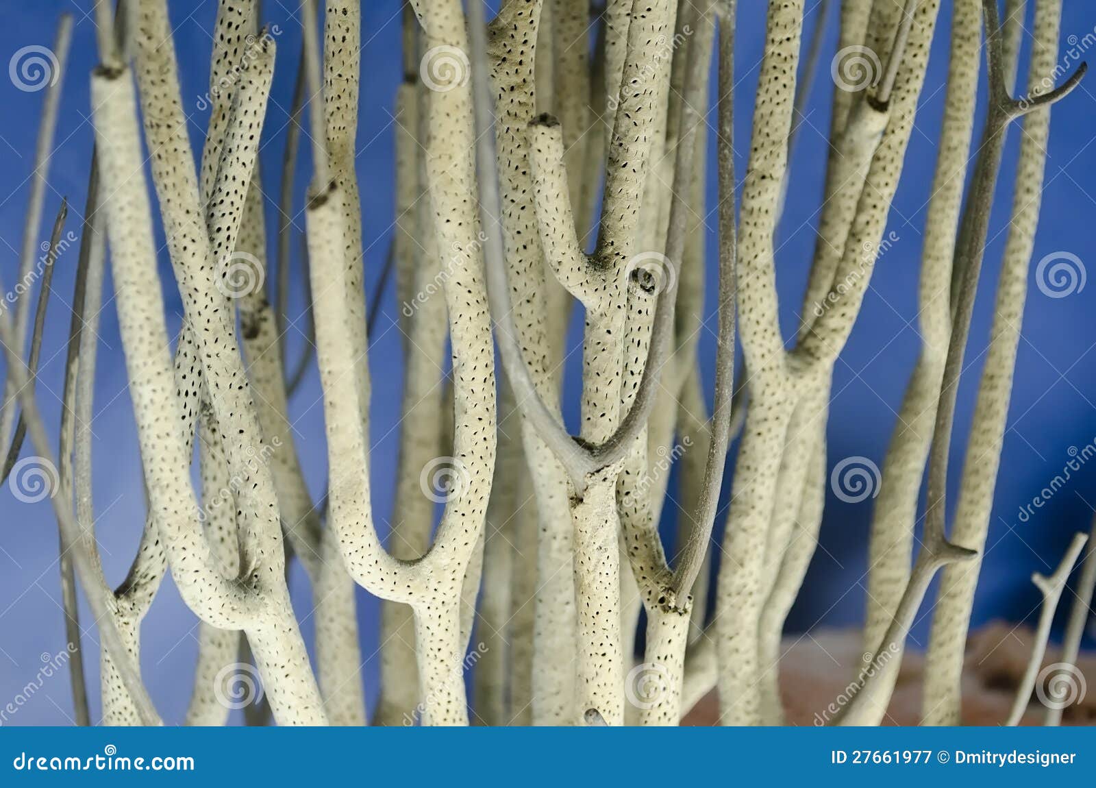 Coral tree stock image. Image of tree, abstract, fauna - 27661977