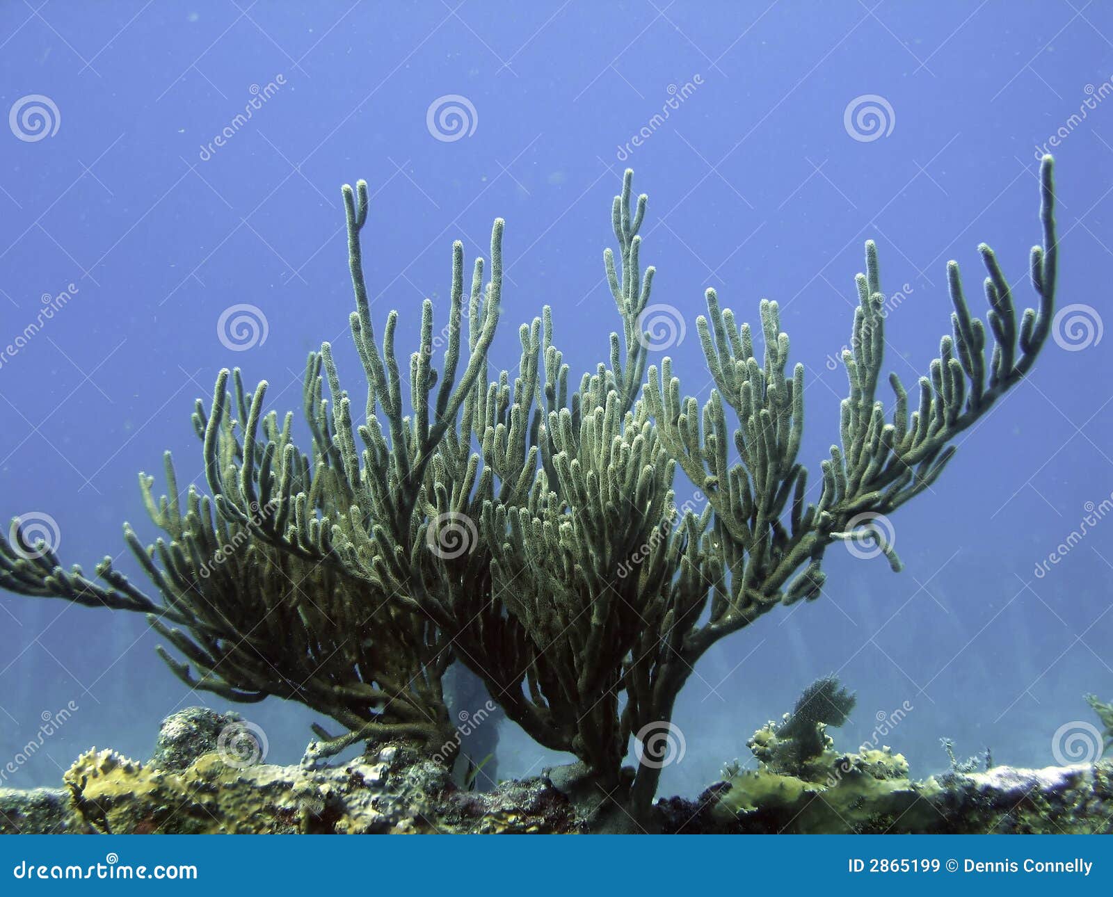 Coral Tree stock image. Image of atoll, aqua, tropical - 2865199