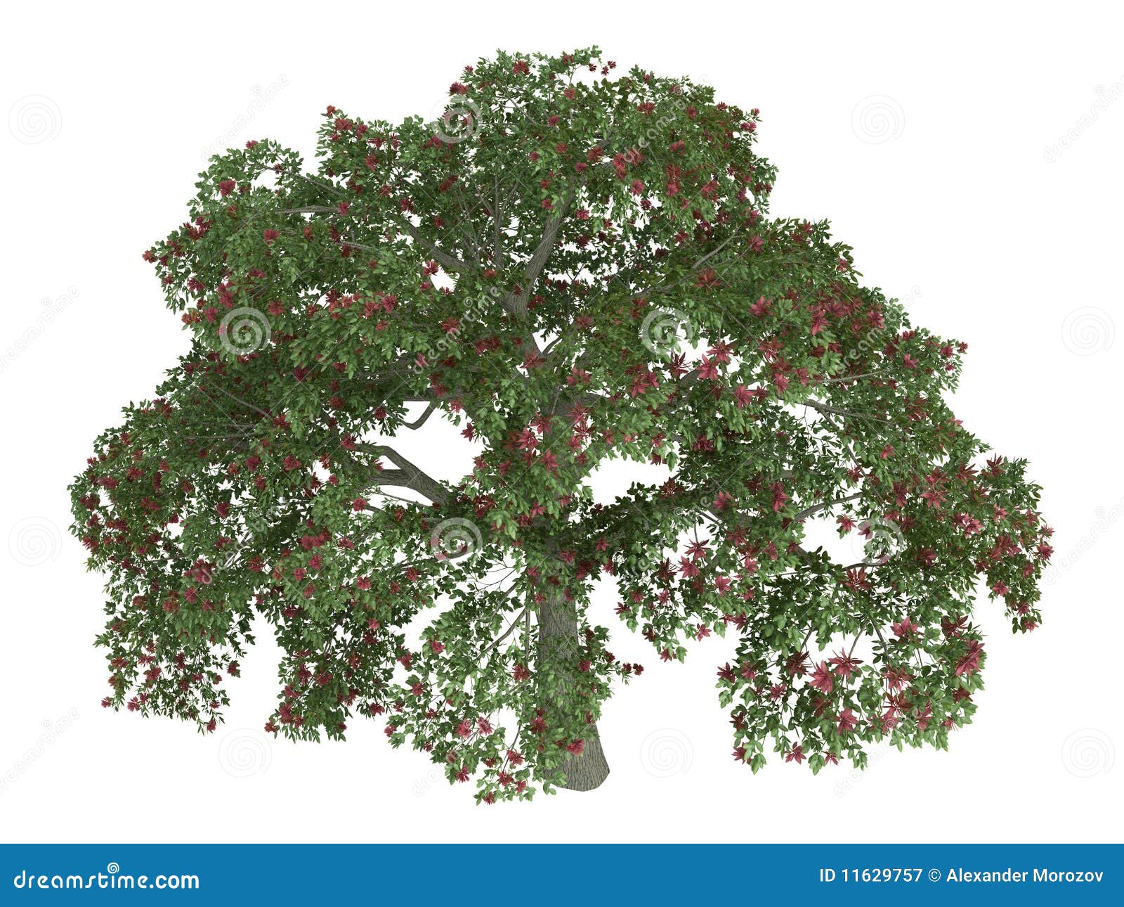 Coral_tree_(Erythrina) stock illustration. Illustration of leafy - 11629757