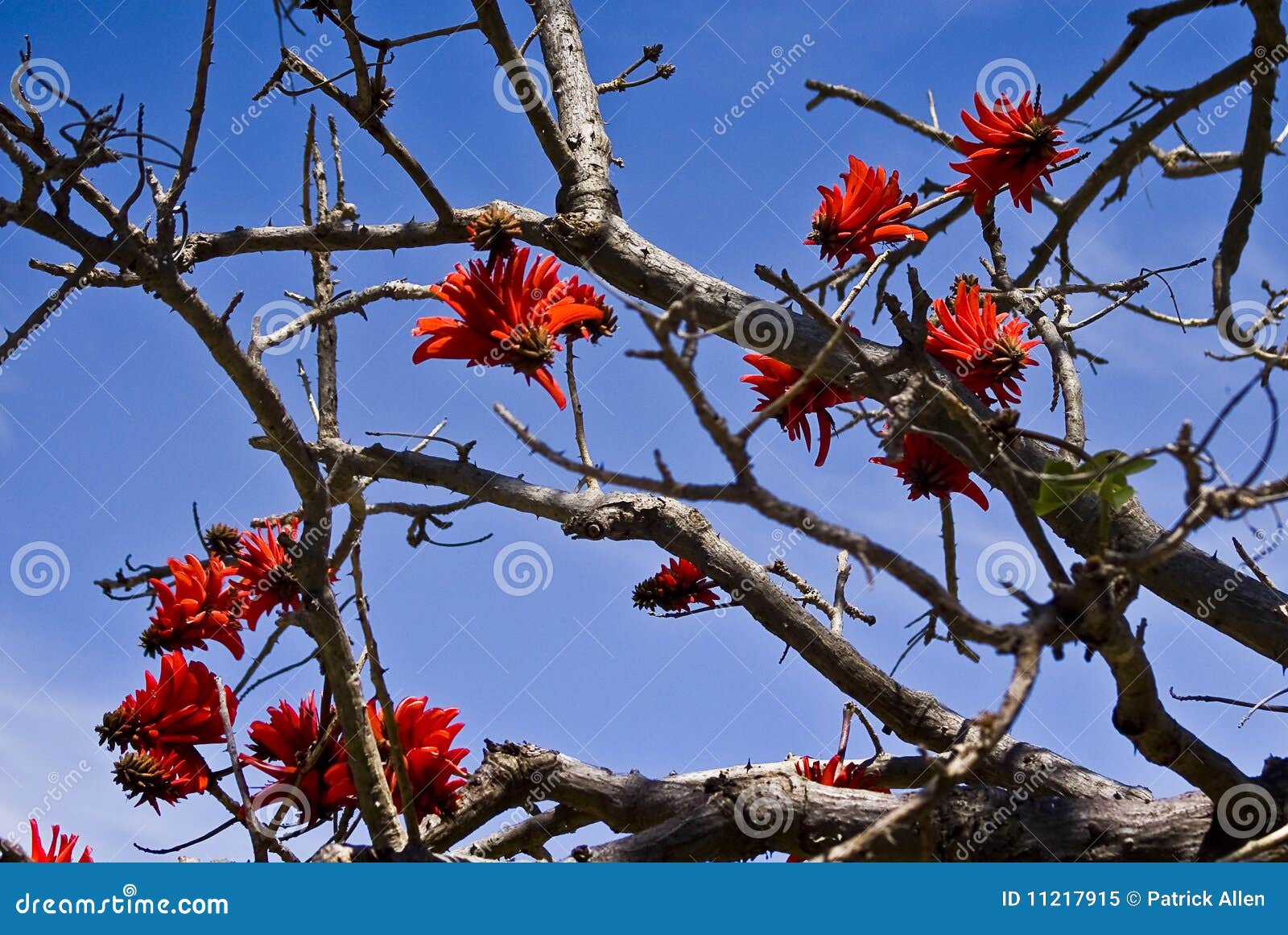 Coral Tree in Flower stock image. Image of indigenous - 11217915