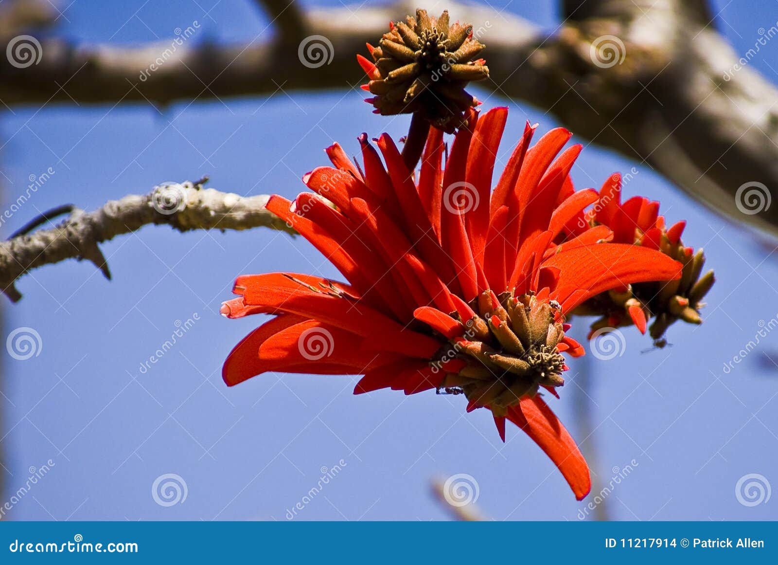 Coral Tree In Flower Royalty-Free Stock Photo | CartoonDealer.com #11217915