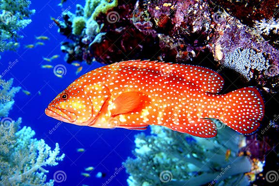 Coral Trout stock image. Image of marine, aquarium, spotted - 14192849