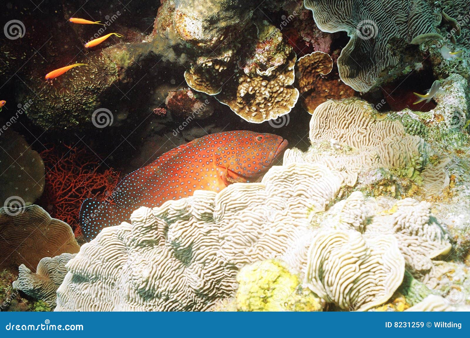 Coral Trout in red sea stock image. Image of plectropomus - 8231259