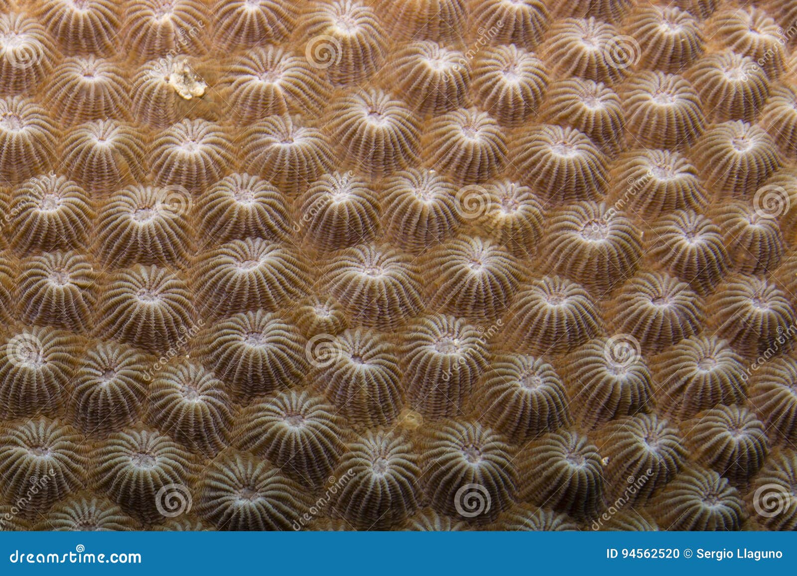 Coral Up Close stock photo. Image of australia, great - 94562520