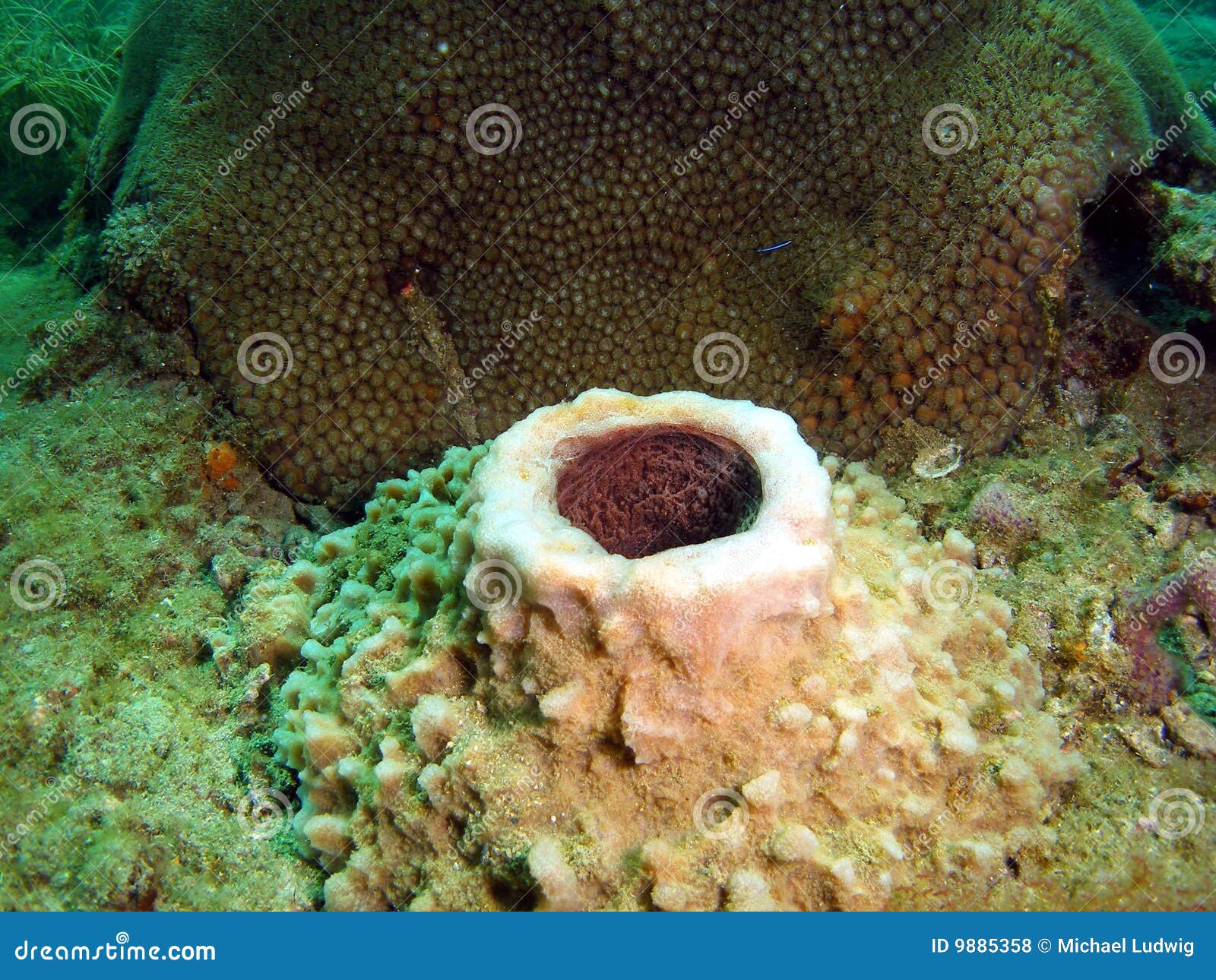 Coral Volcano stock photo. Image of waters, deep, smiling - 9885358