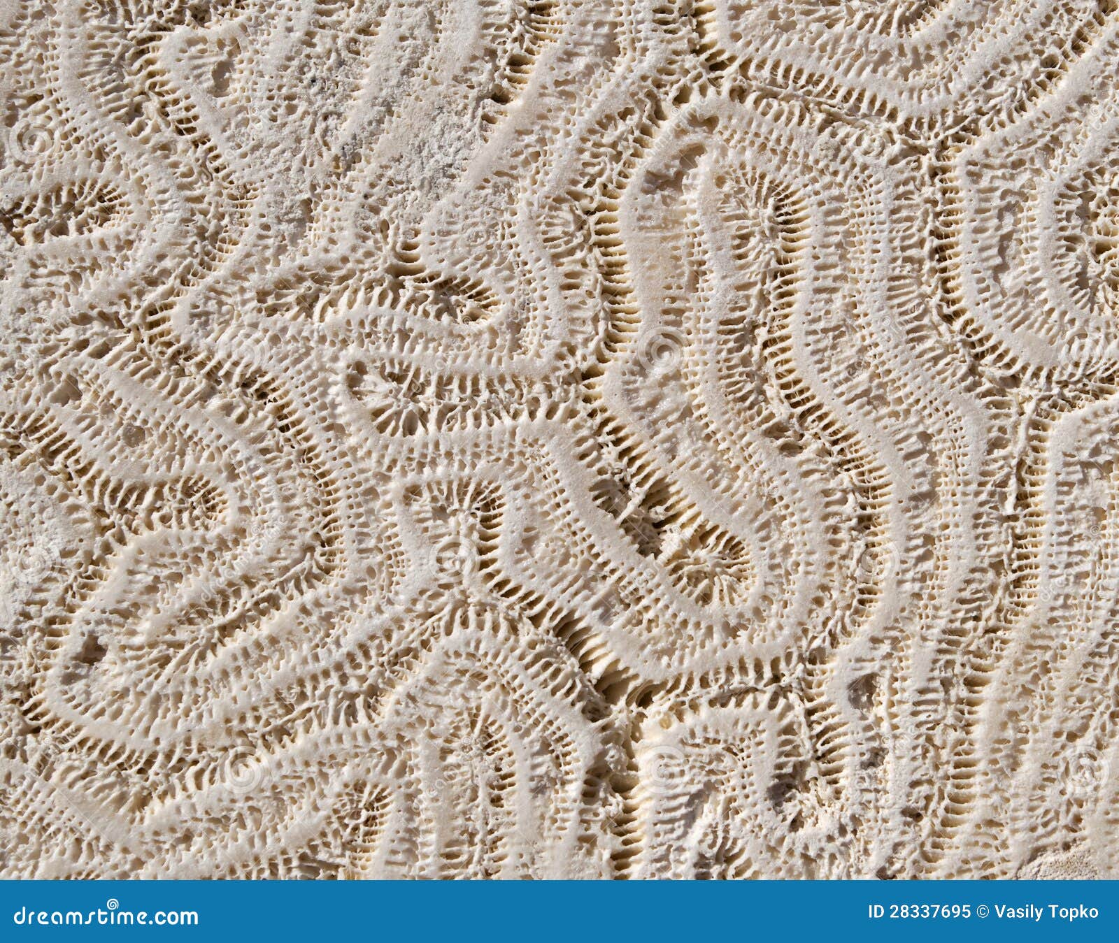 Coral wall texture stock image. Image of texture, qalat - 28337695
