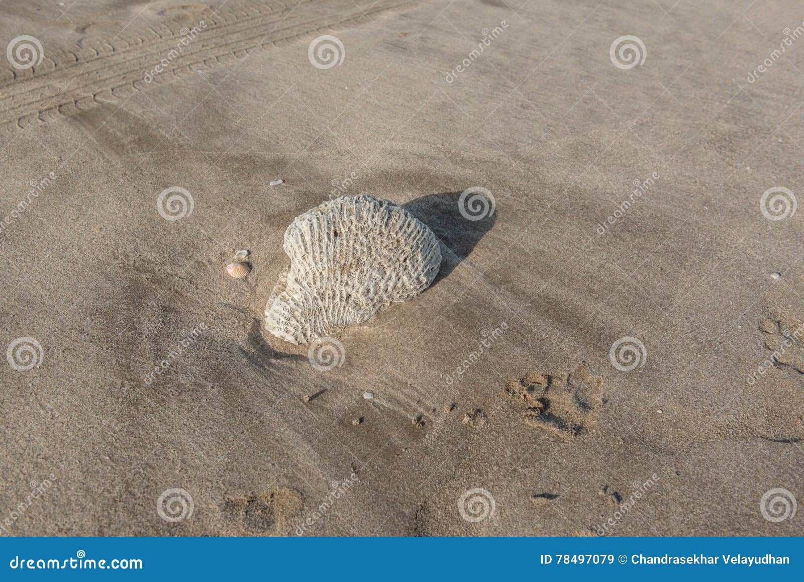 Coral Washed Up on the Beach Stock Image - Image of washed, erosion ...