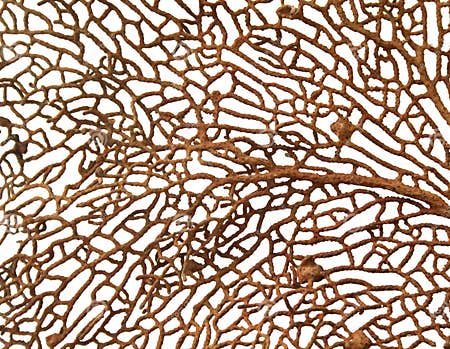 Coral on white background stock image. Image of decoration - 11416025