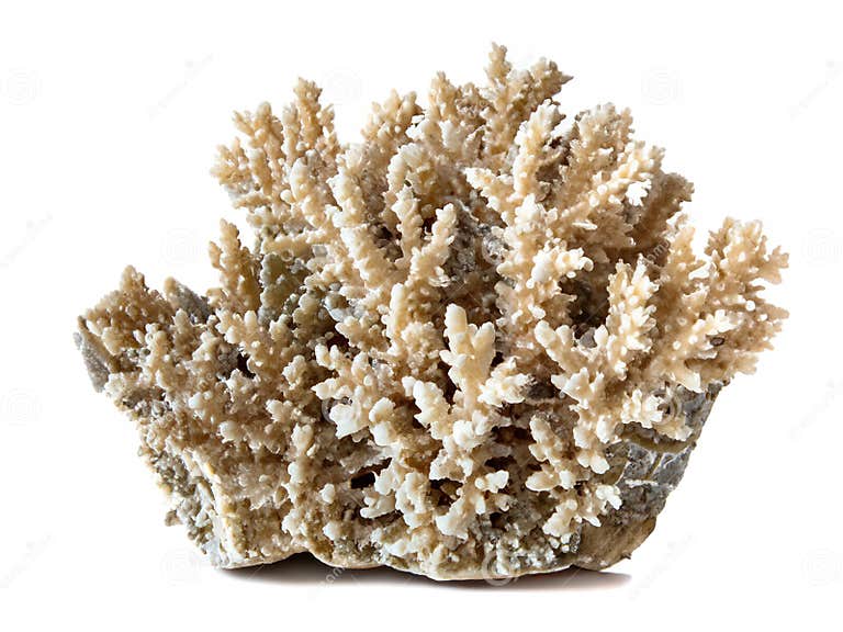 Coral on a White Background Stock Image - Image of decoration, coral ...
