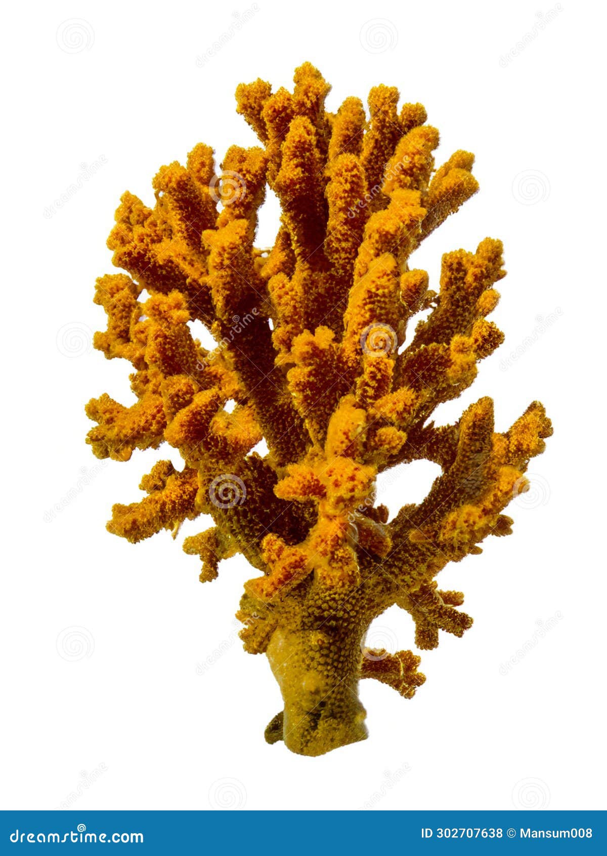 Coral on a White Background Stock Photo - Image of aquatic, water ...