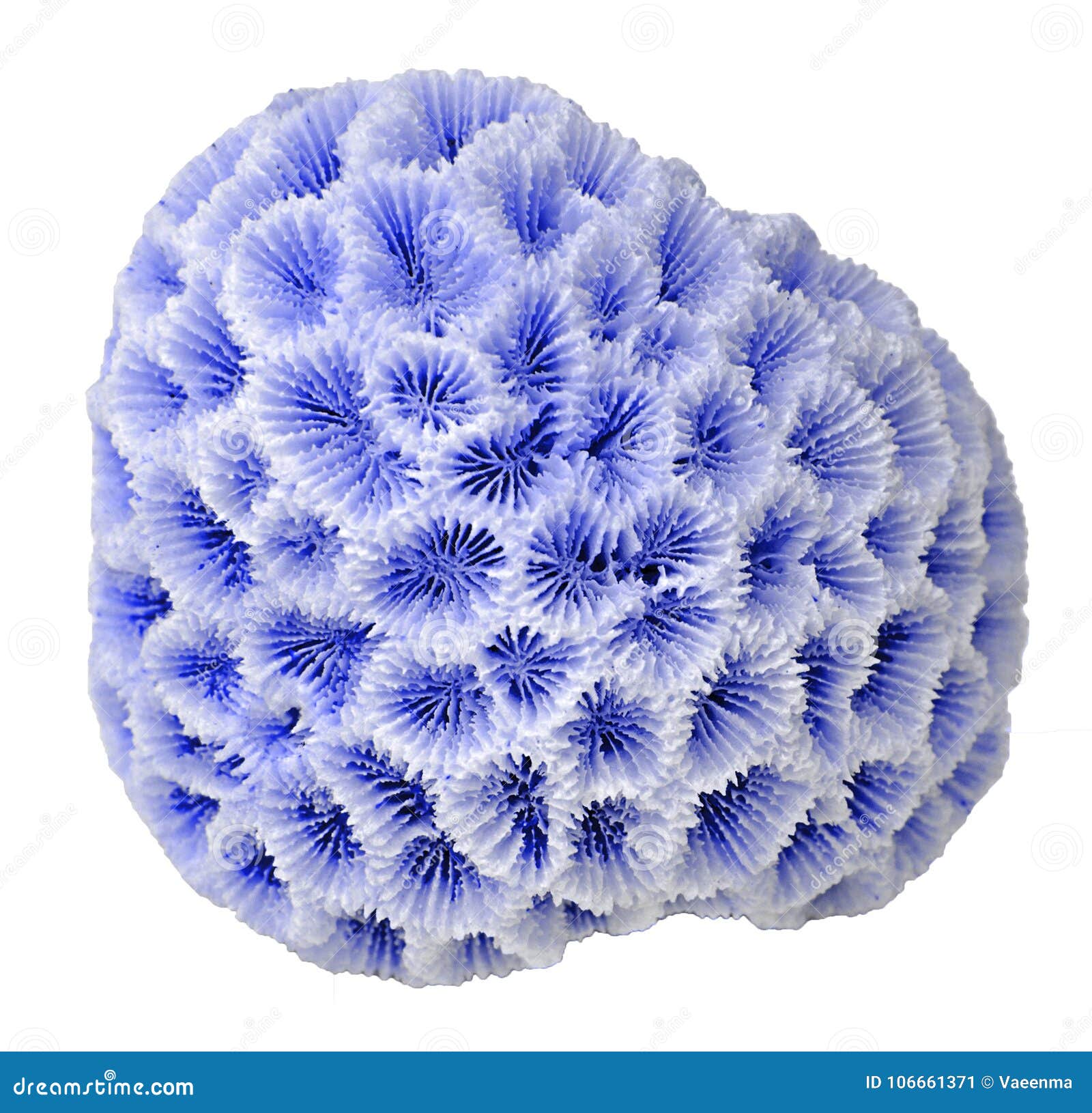 Coral on white background stock image. Image of white - 106661371
