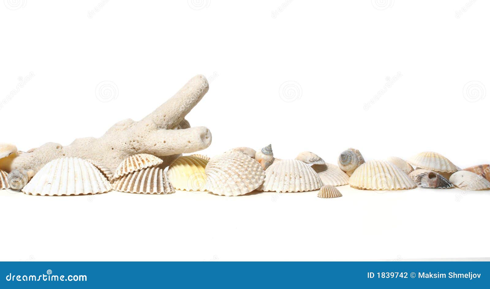 Coral Y Conchas De Berberecho Foto de archivo - Imagen de firma, azul ...