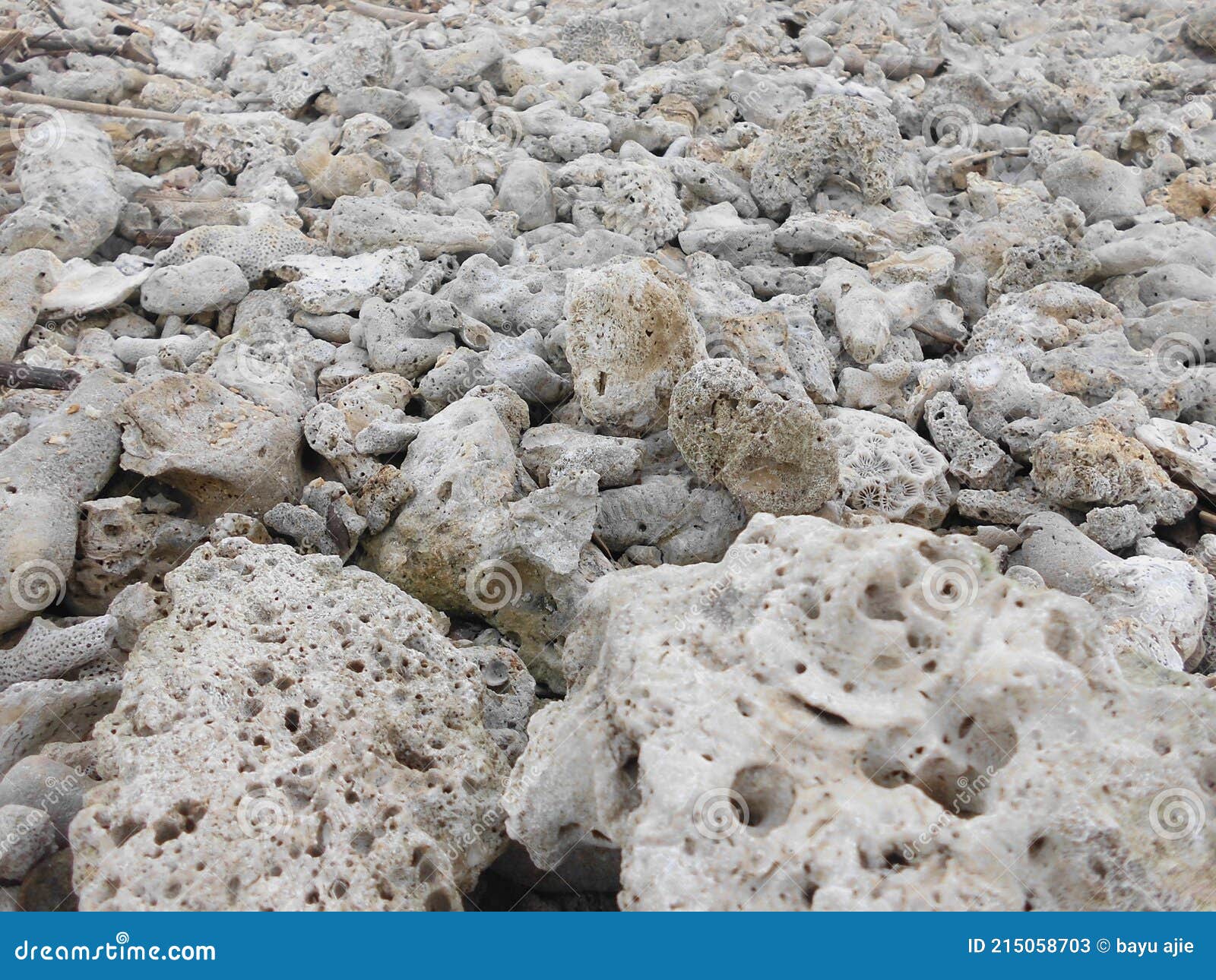 Coral y roca en la playa imagen de archivo. Imagen de invierno - 215058703