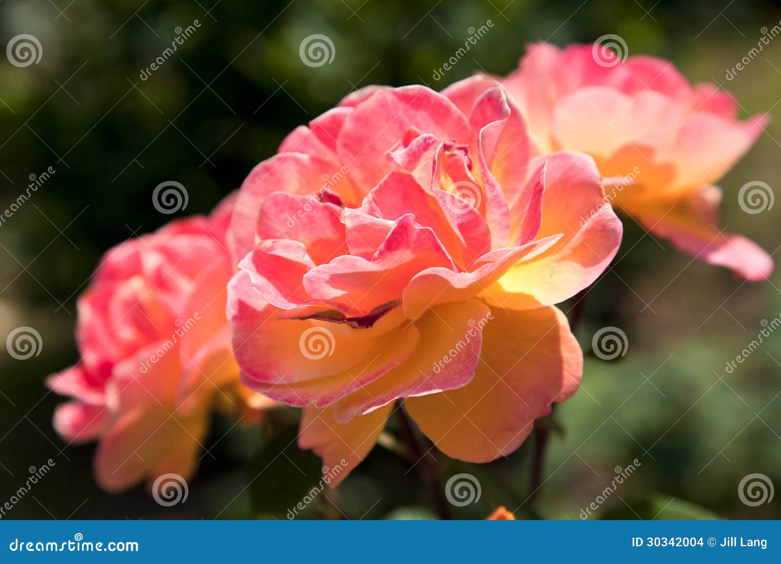 Coral and Yellow Roses stock photo. Image of coral, hybrid - 30342004