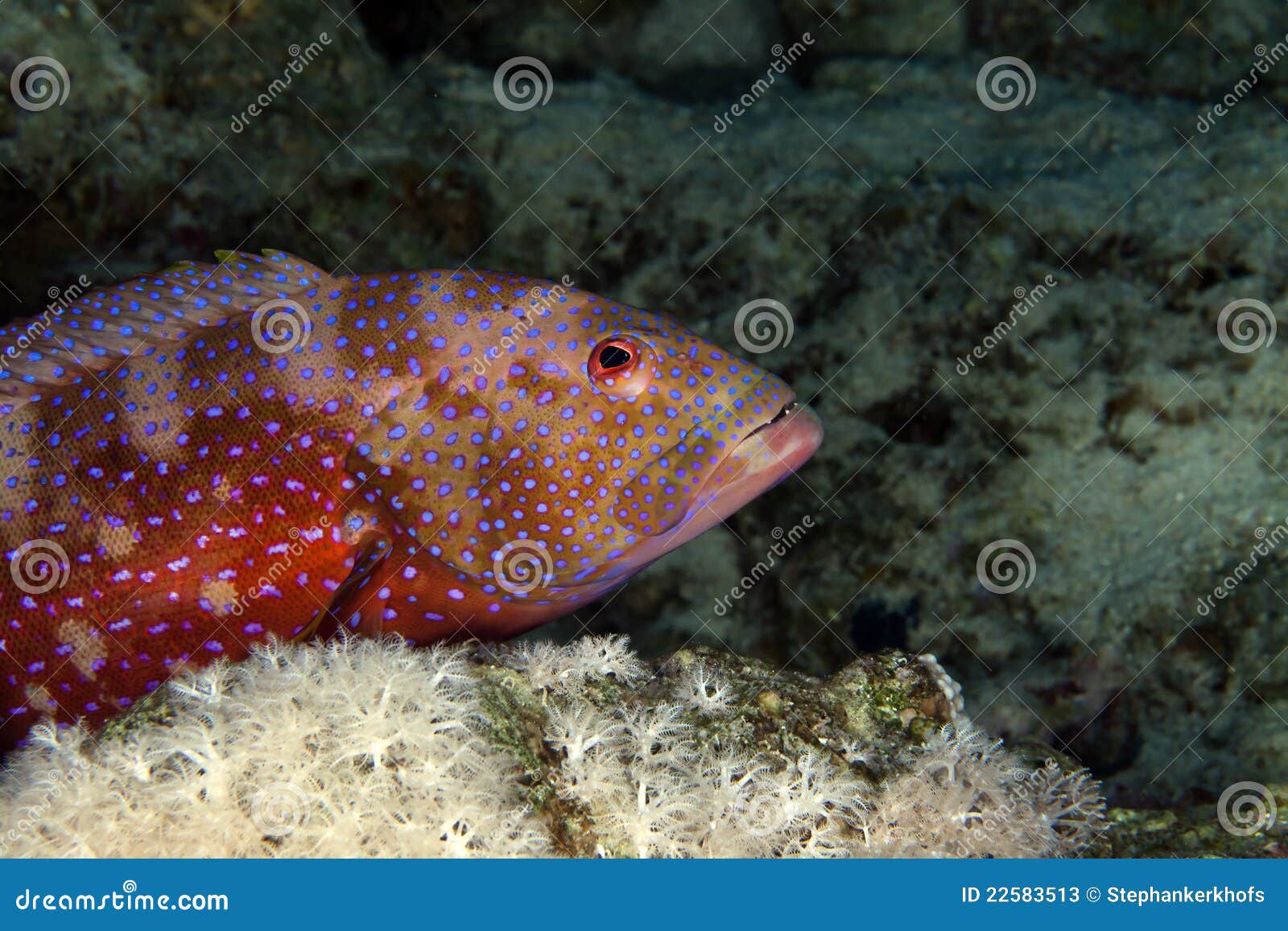 Coralgrouper (pessuliferus De Plectropomus) Image stock - Image du ...
