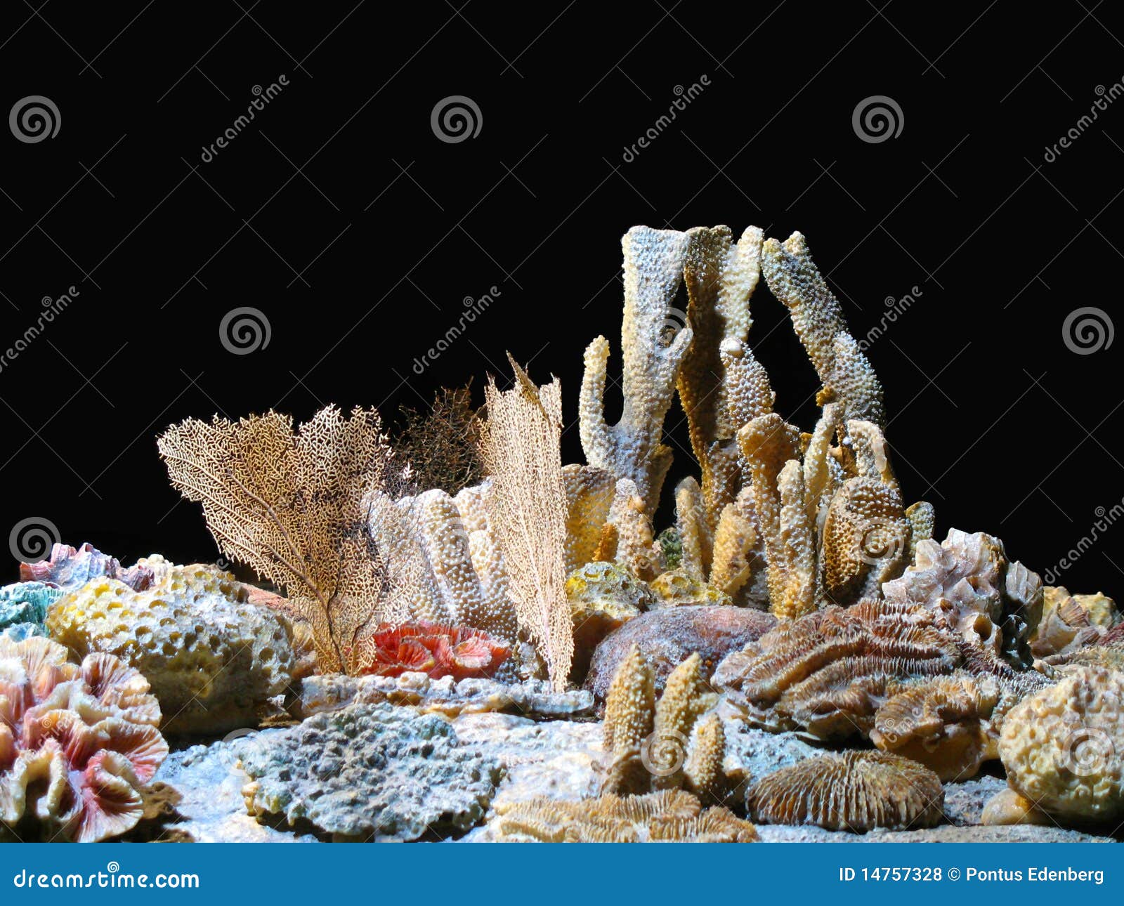 Coralli fotografia stock. Immagine di coralli, nave, corallo - 14757328