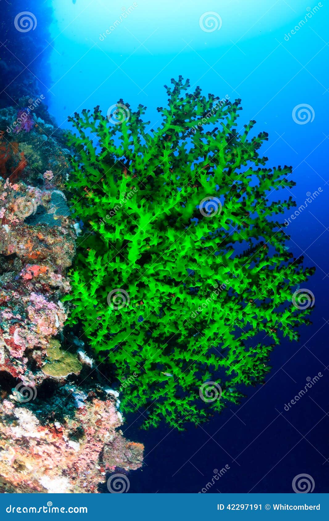 Coralli molli verdi immagine stock. Immagine di biodiversità - 42297191