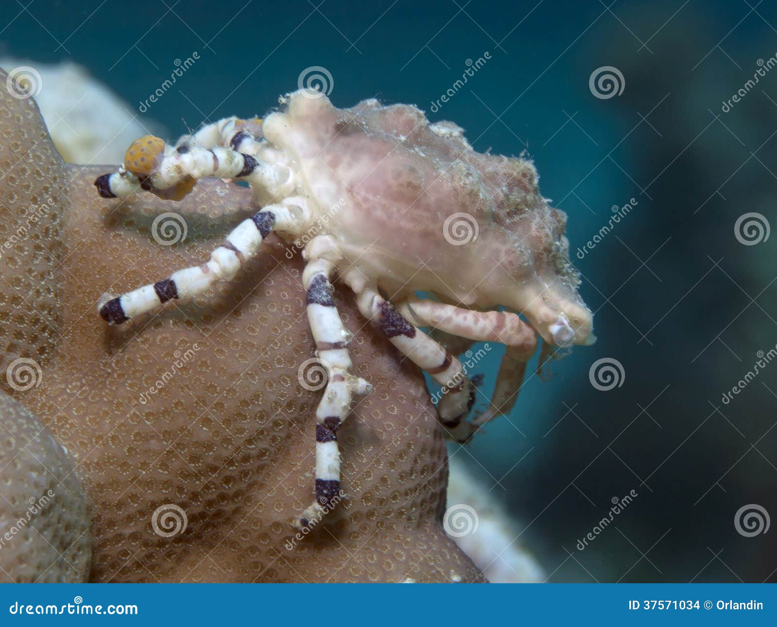 Decorator Crab - Spider Crab Royalty-Free Stock Photography ...