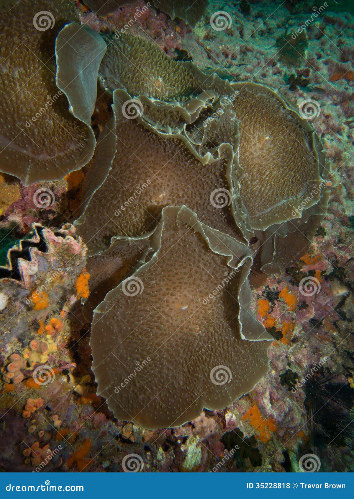 Corallimorphs stock photo. Image of corallimorph, pacific - 35228818