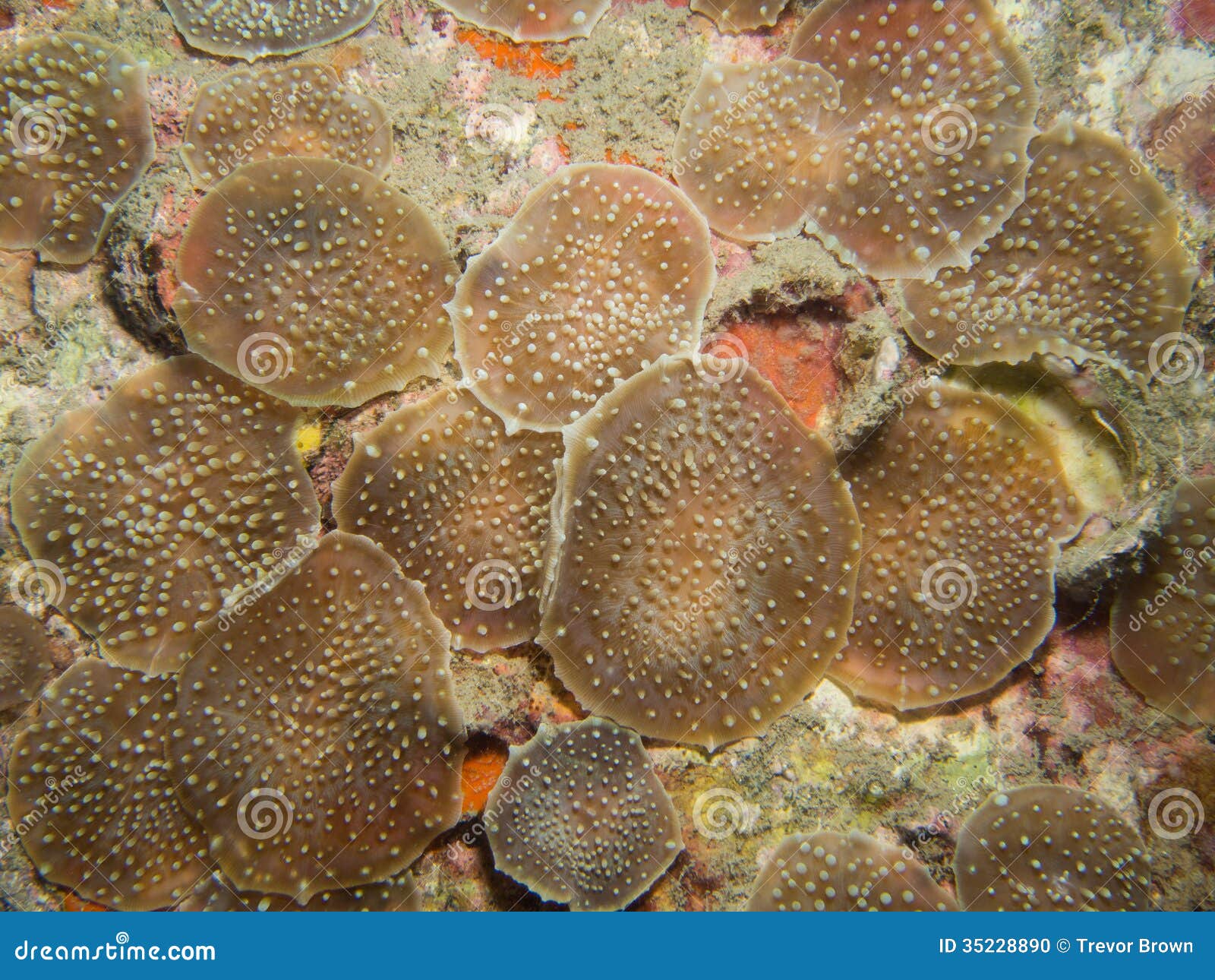 Corallimorphs Royalty-Free Stock Image | CartoonDealer.com #35228818