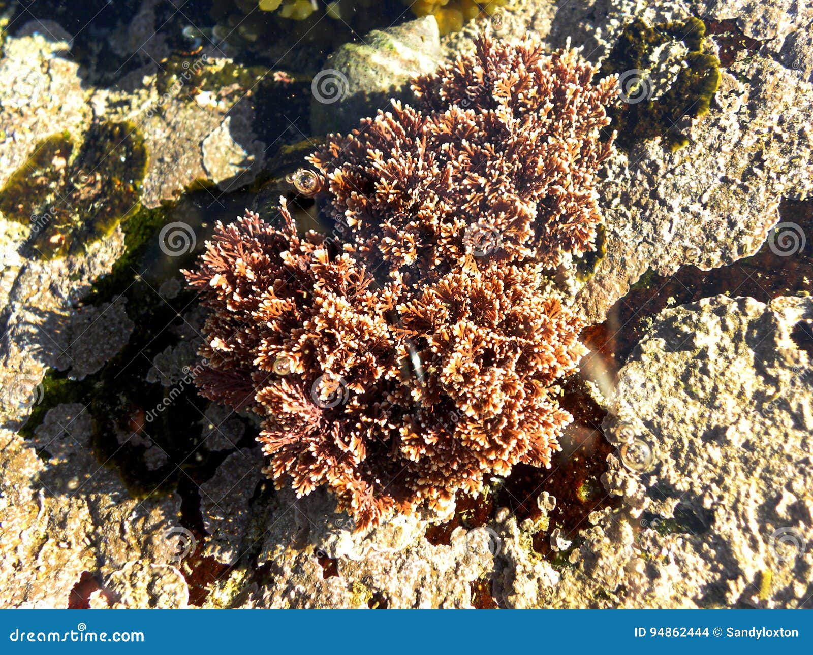 Corallina Officinalis stock photo. Image of water, south - 94862444