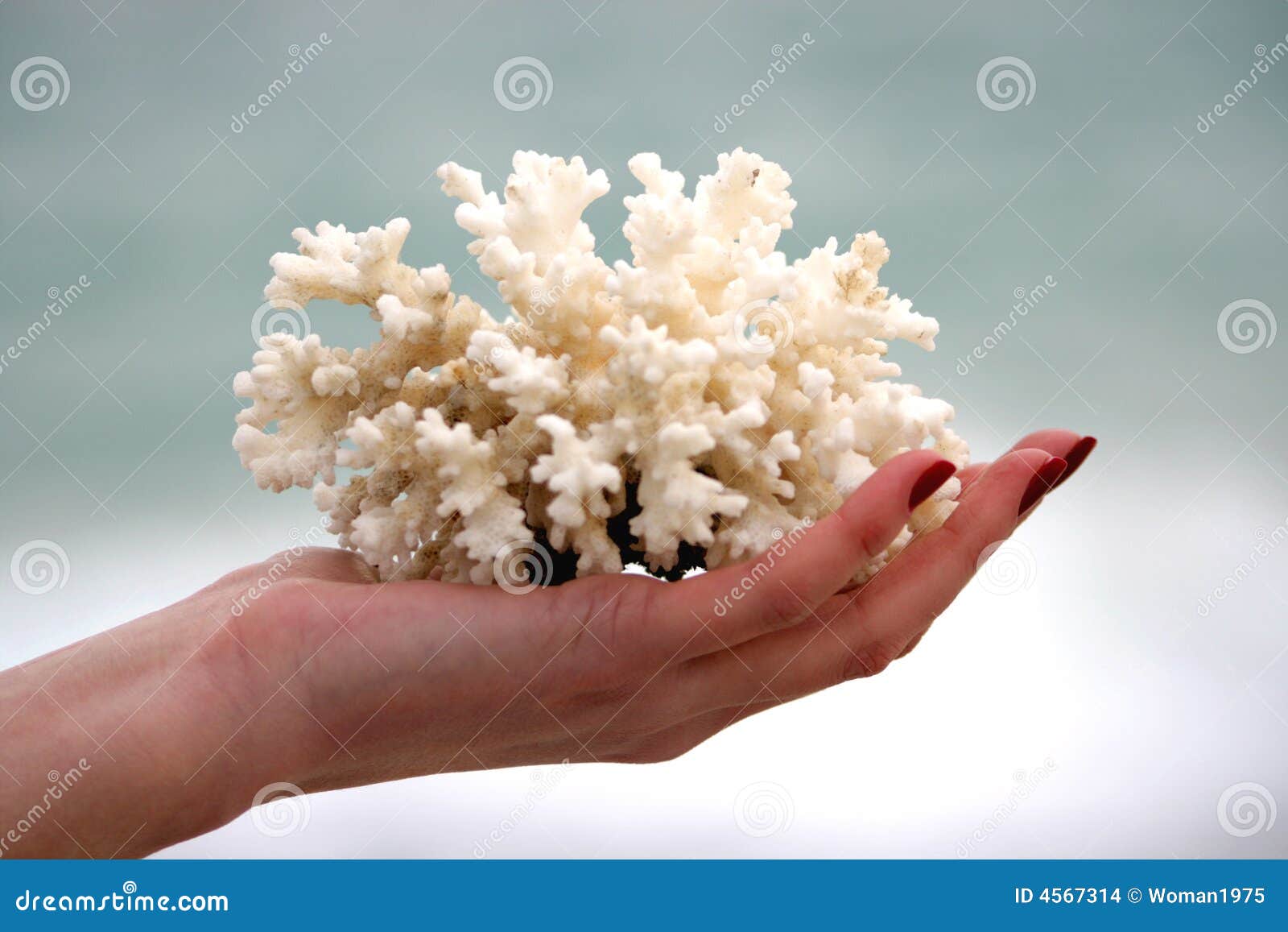 Corallo Bianco a Disposizione Fotografia Stock - Immagine di umano ...