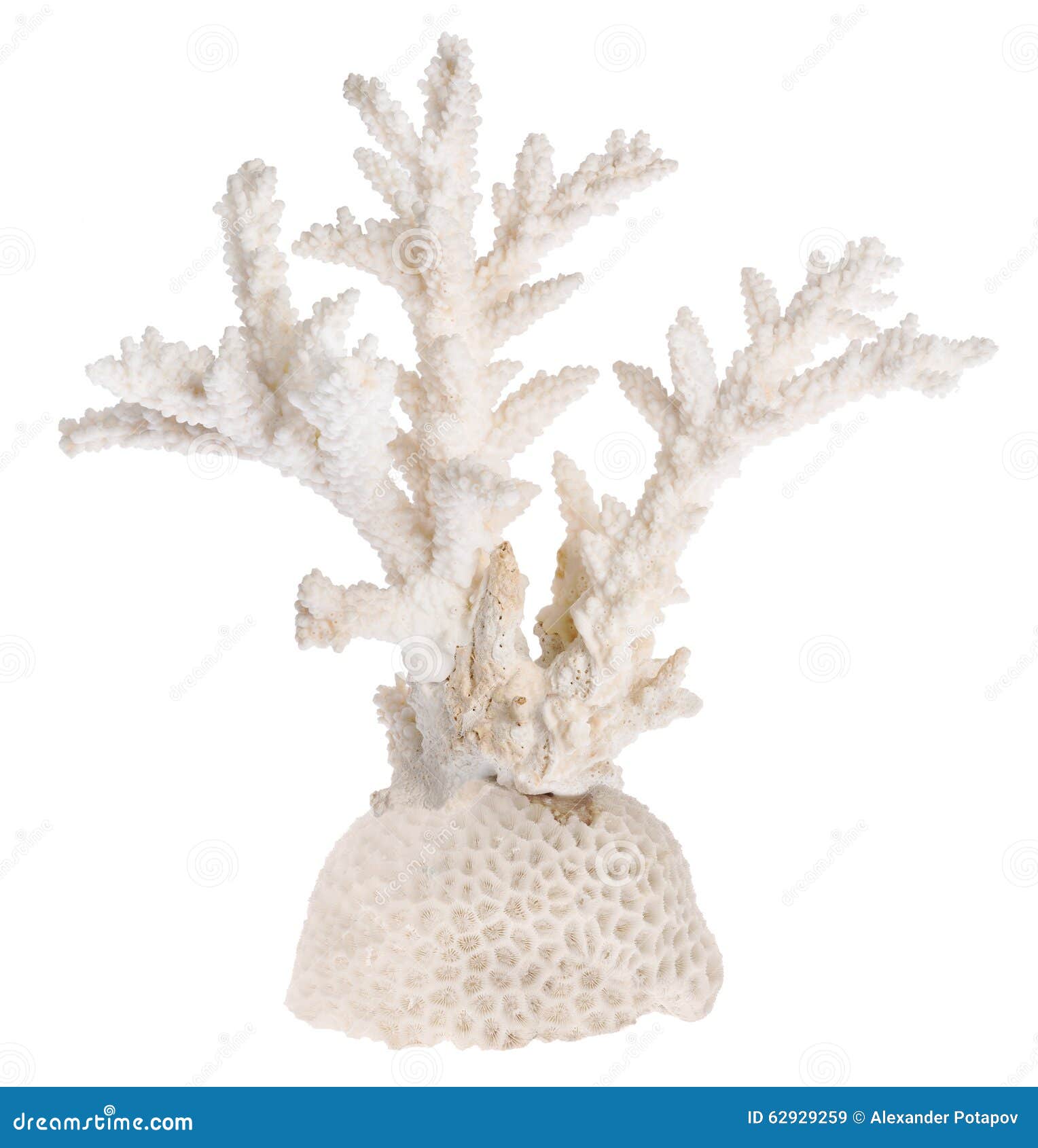 Corallo Bianco Isolato Del Mare Di Colore Immagine Stock - Immagine di ...