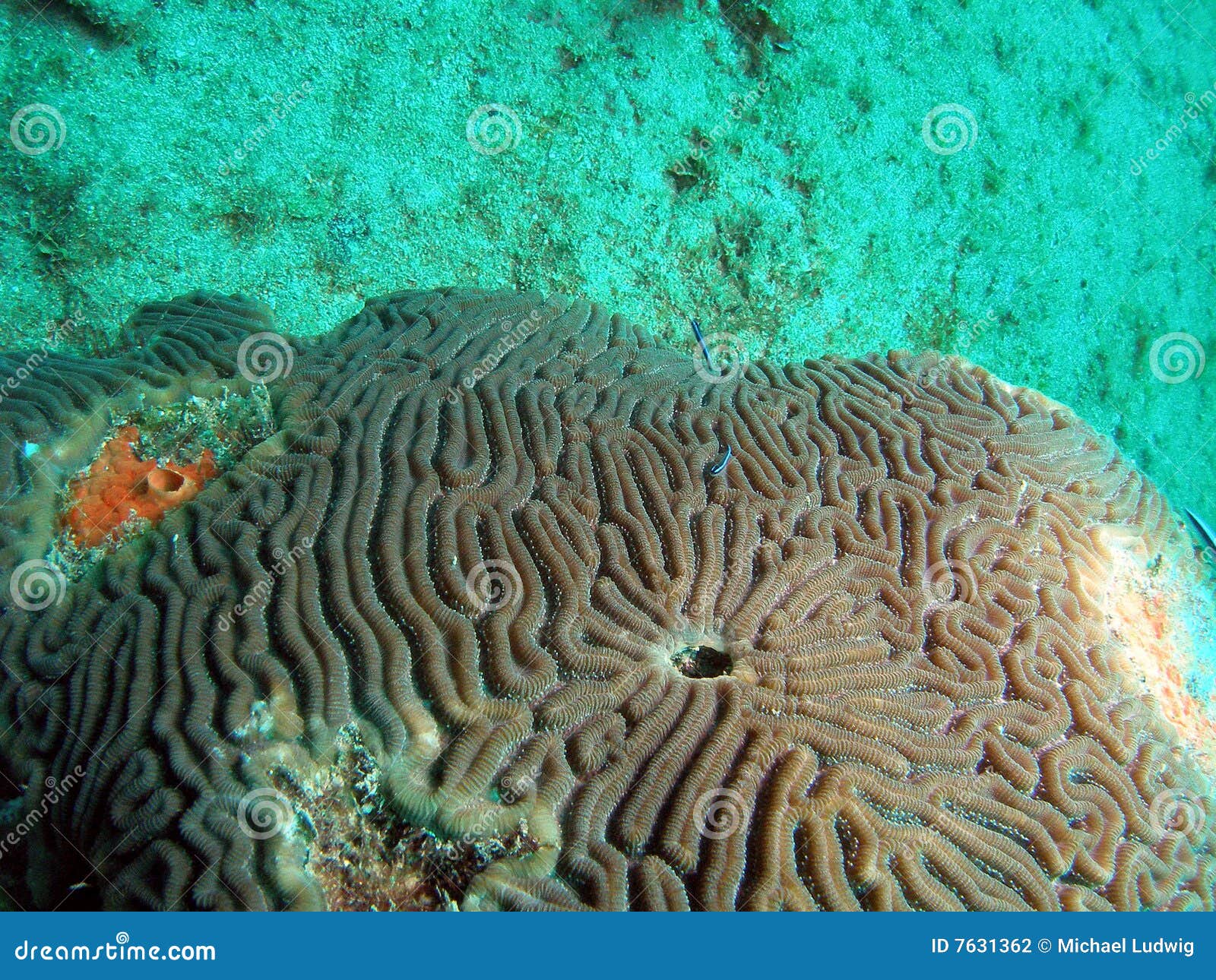 Corallo di cervello fotografia stock. Immagine di tropicale - 7631362