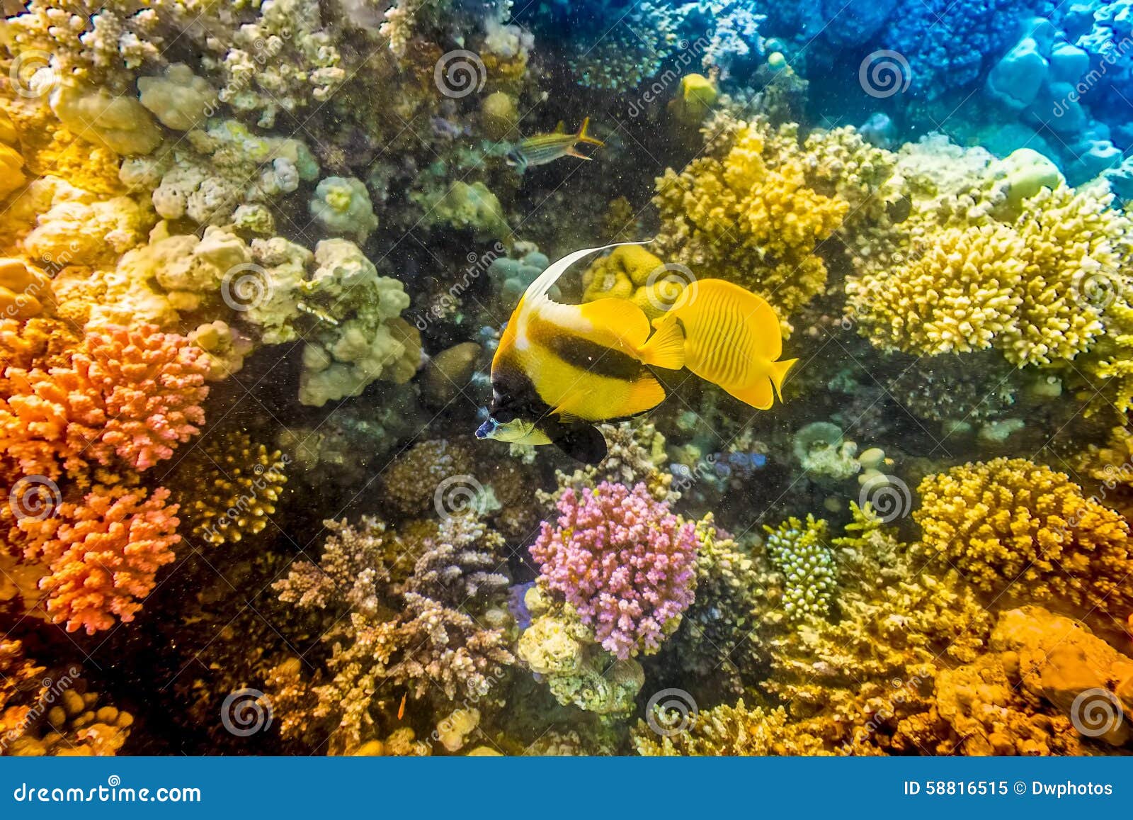 Corallo E Pesci Nel Mar Rosso Immagine Stock - Immagine di corallo ...